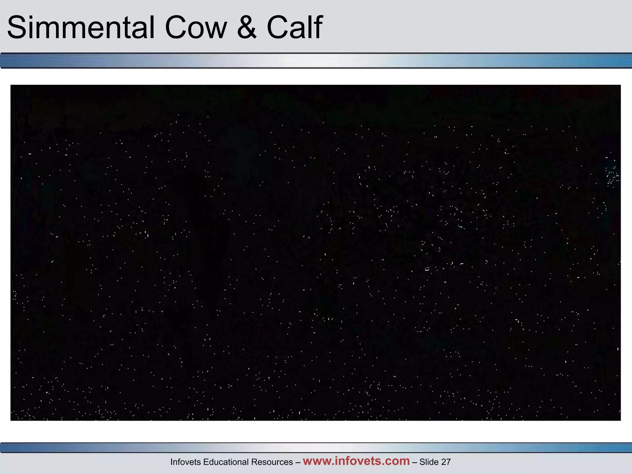 Breeds of cattle PowerPoint.ppt