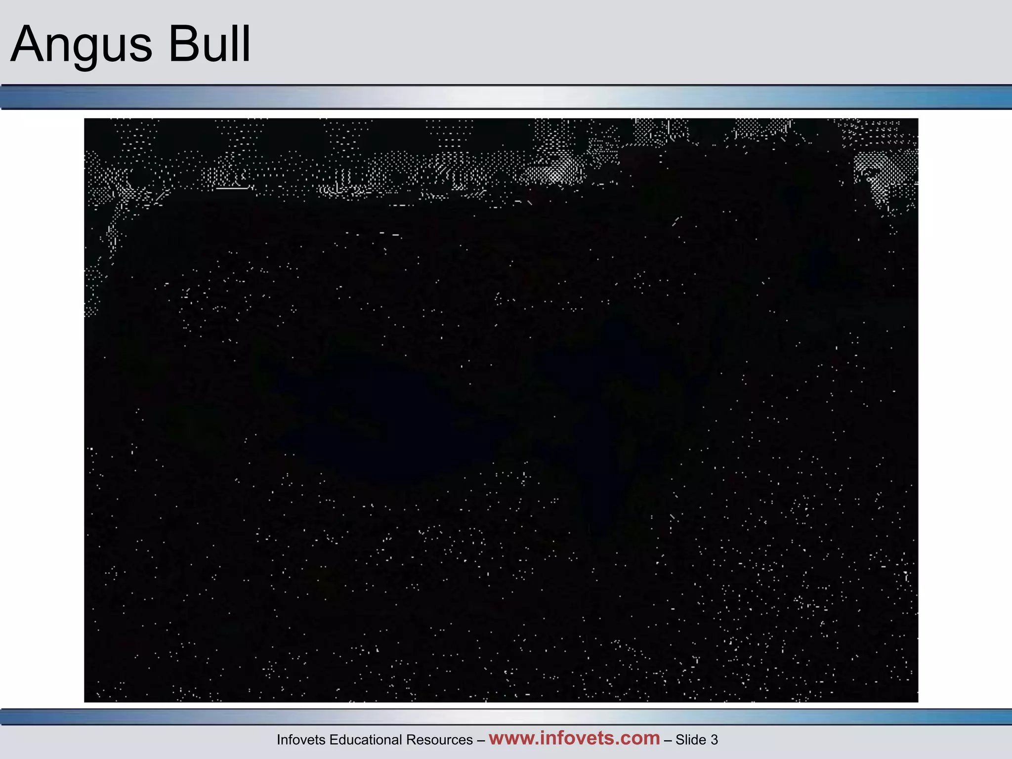 Breeds of cattle PowerPoint.ppt