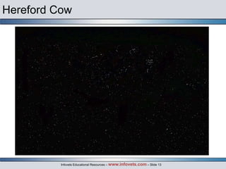 Breeds of cattle PowerPoint.ppt