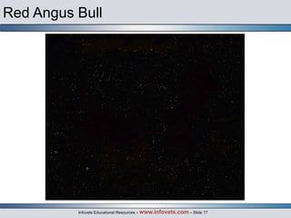 Breeds of cattle PowerPoint.ppt
