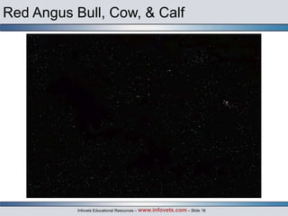 Breeds of cattle PowerPoint.ppt