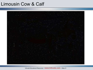 Breeds of cattle PowerPoint.ppt