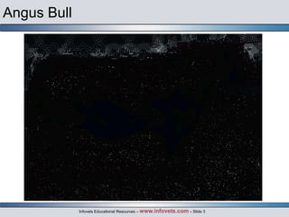 Breeds of cattle PowerPoint.ppt