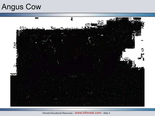 Breeds of cattle PowerPoint.ppt