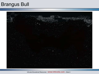 Breeds of cattle PowerPoint.ppt