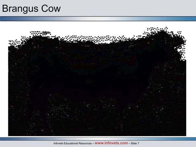 Breeds of cattle PowerPoint.ppt | Dogs | Pets