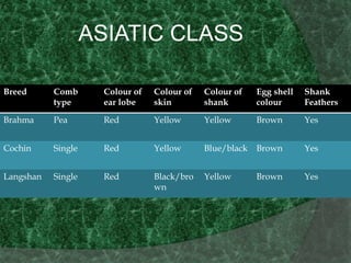 Breeds of chicken | PPTX