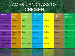 Breeds of chicken | PPTX