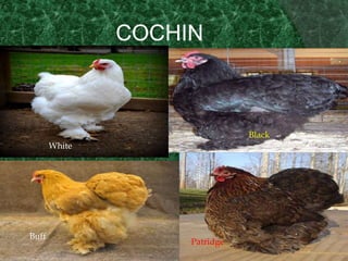 Breeds of chicken | PPTX