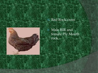 Breeds of chicken | PPTX