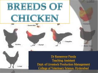 Fighting Rooster Breed Chart