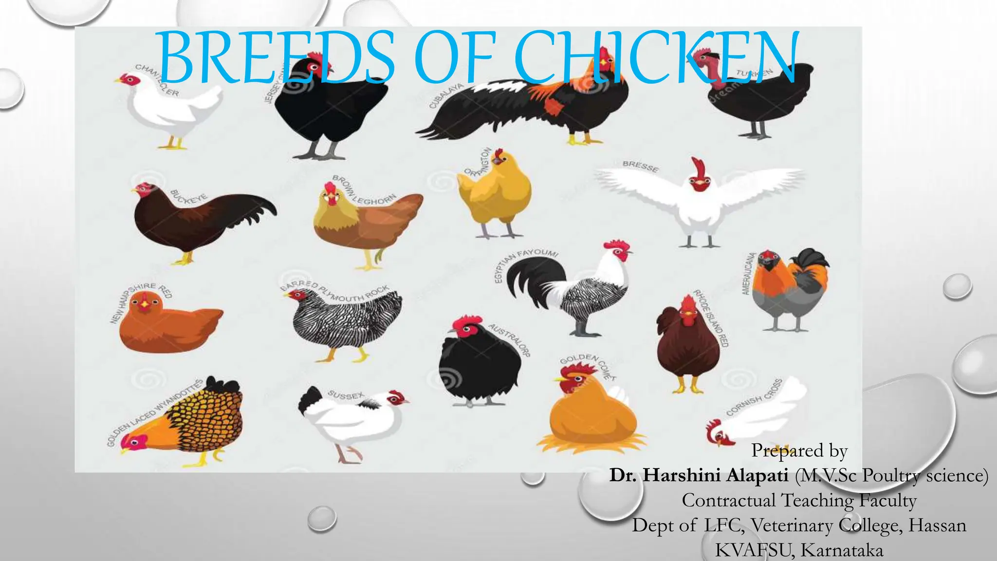 Breeds of chicken.pptx