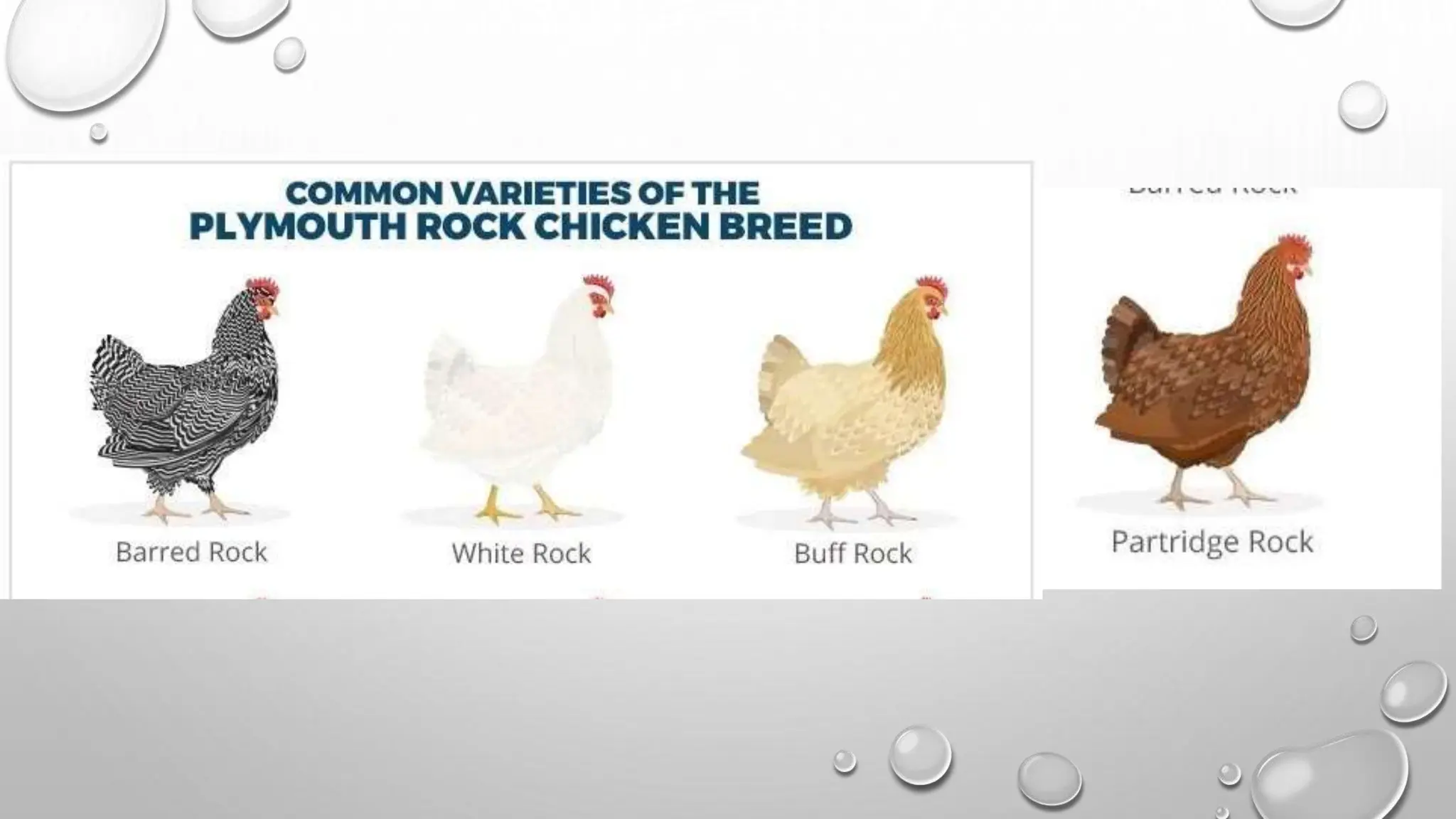 Breeds of chicken.pptx