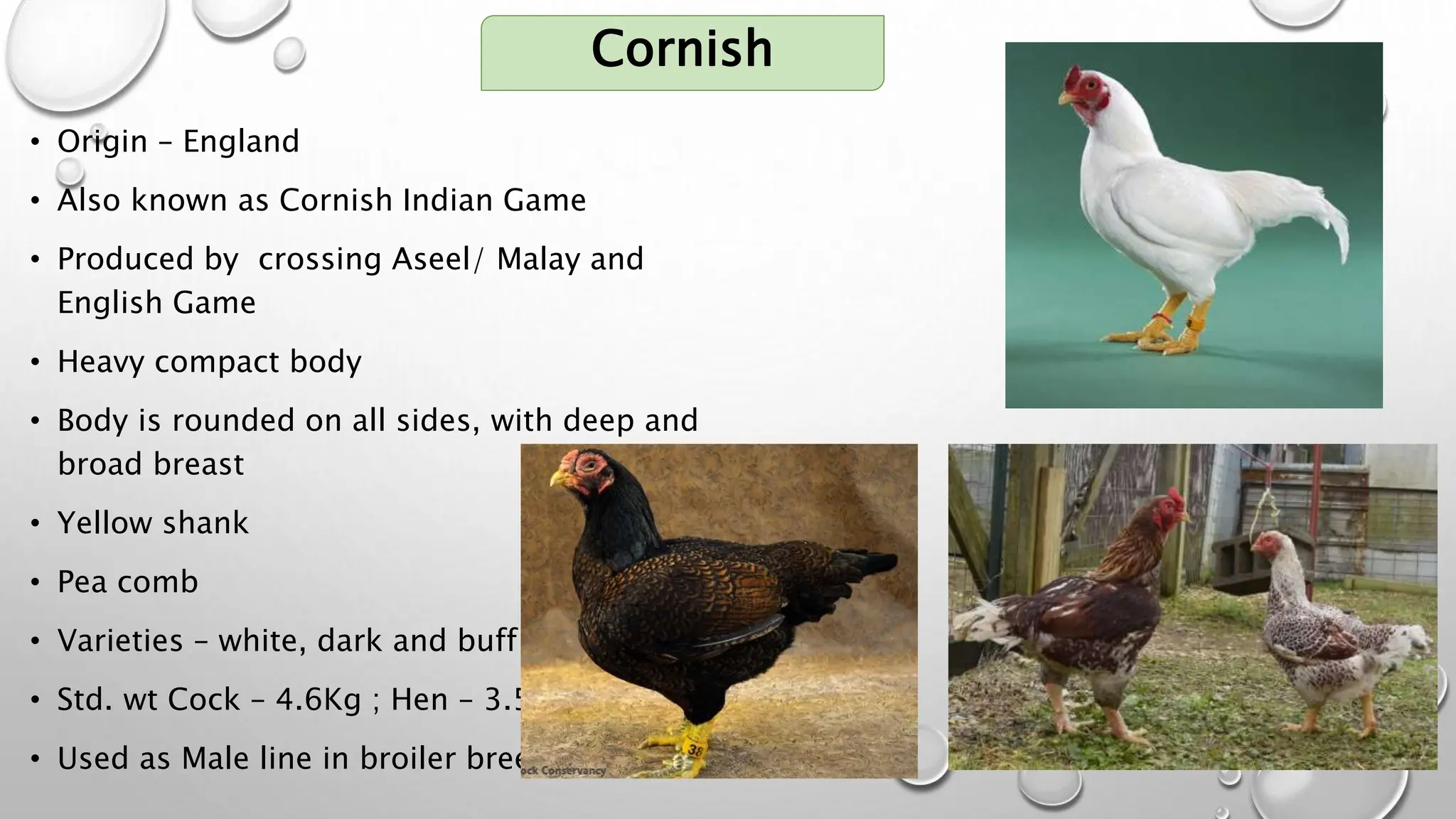 Breeds of chicken.pptx