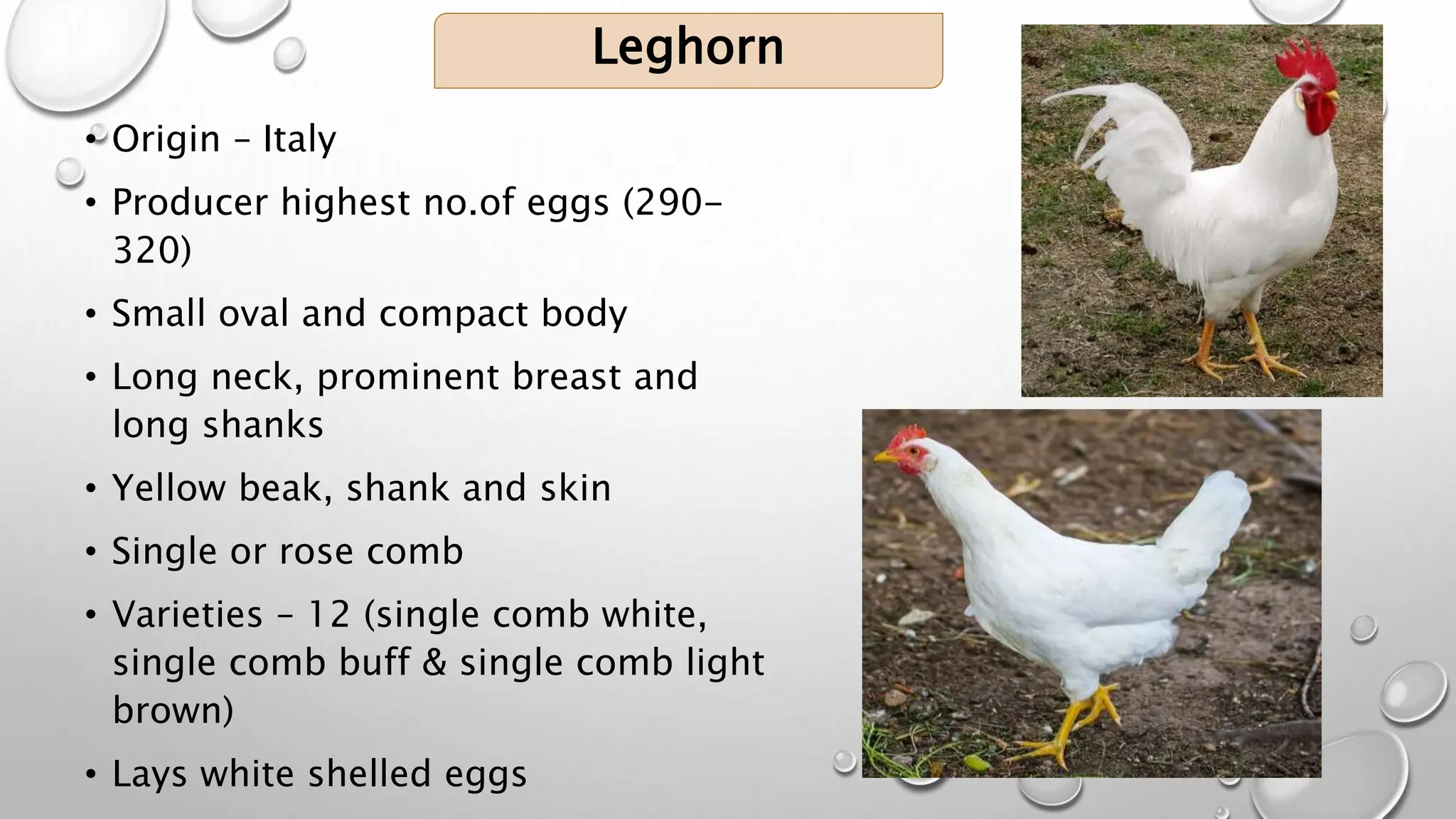 Breeds of chicken.pptx