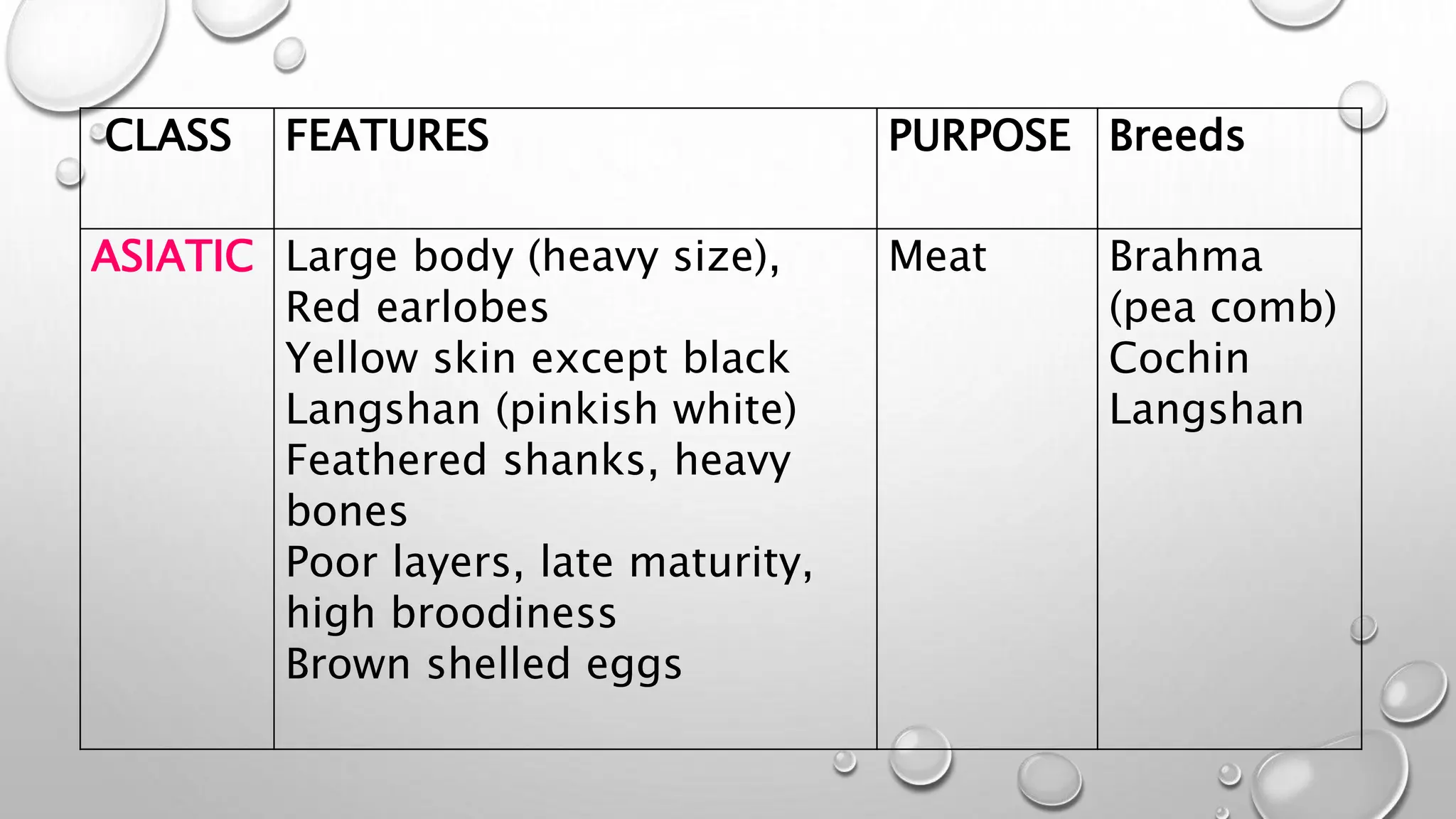Breeds of chicken.pptx