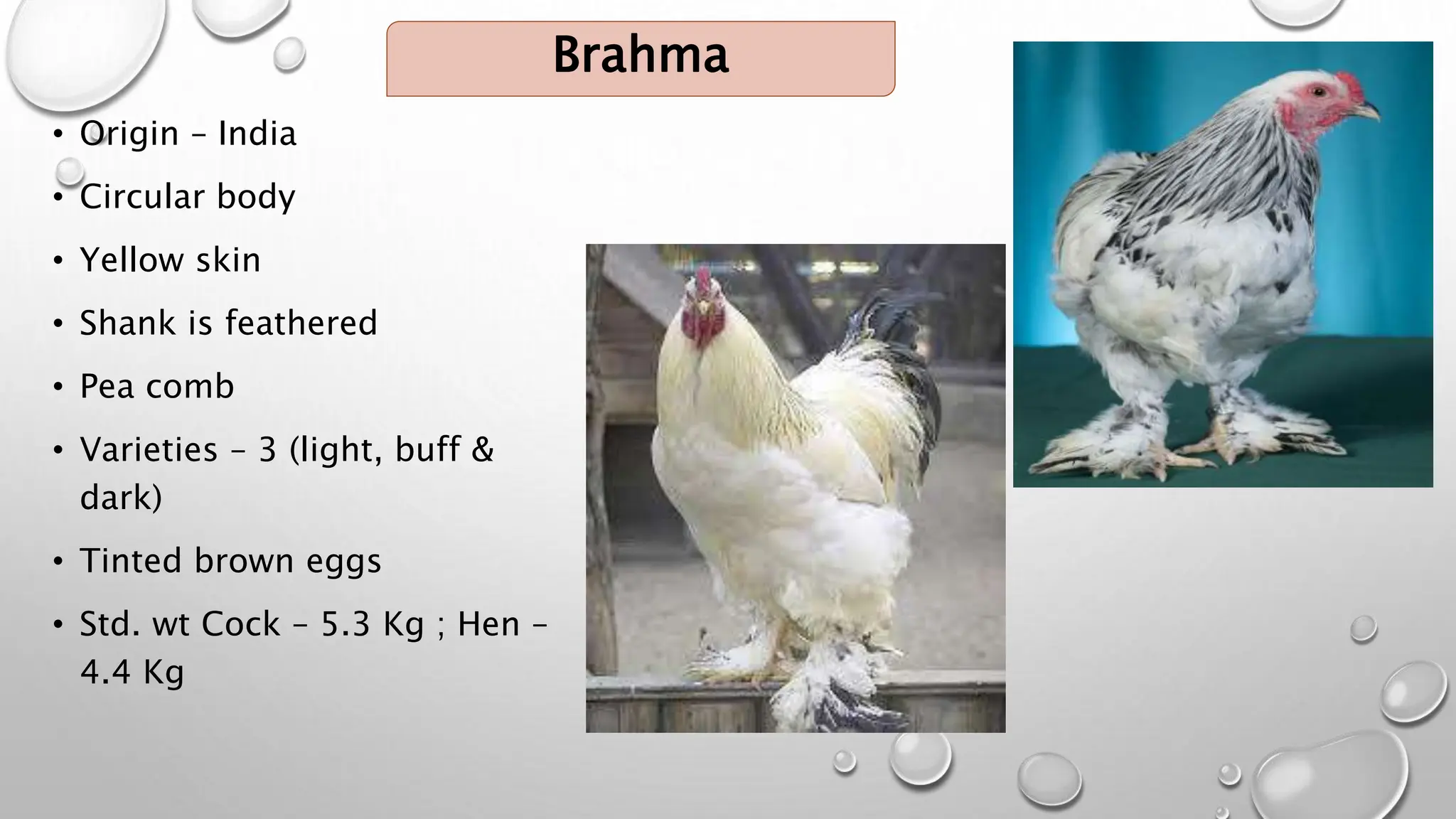 Breeds of chicken.pptx