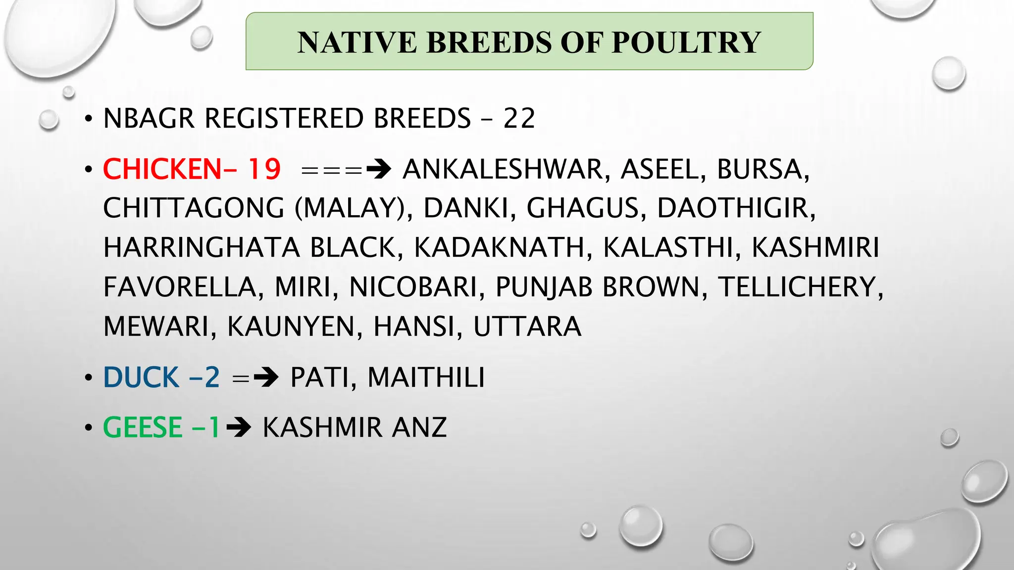 Breeds of chicken.pptx