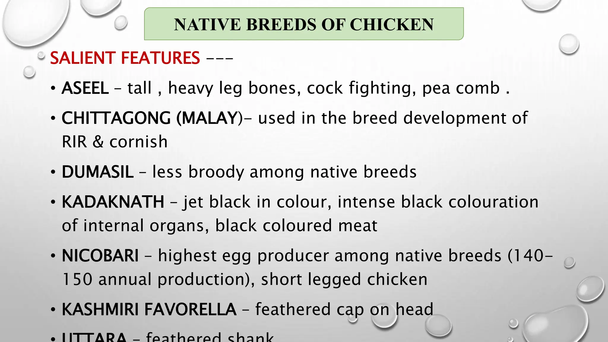 Breeds of chicken.pptx