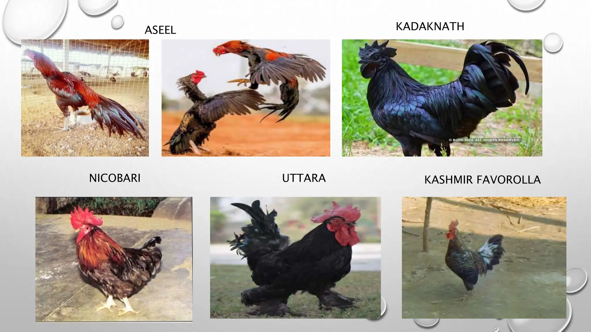 Breeds of chicken.pptx