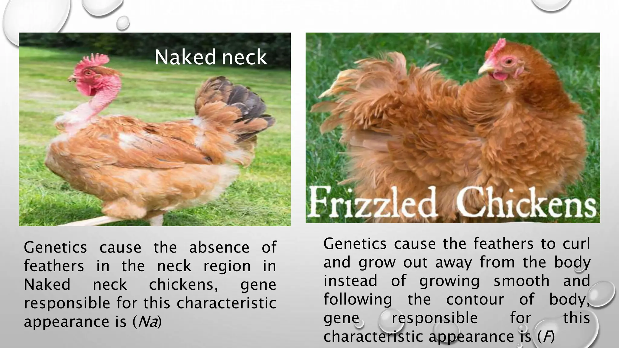 Breeds of chicken.pptx