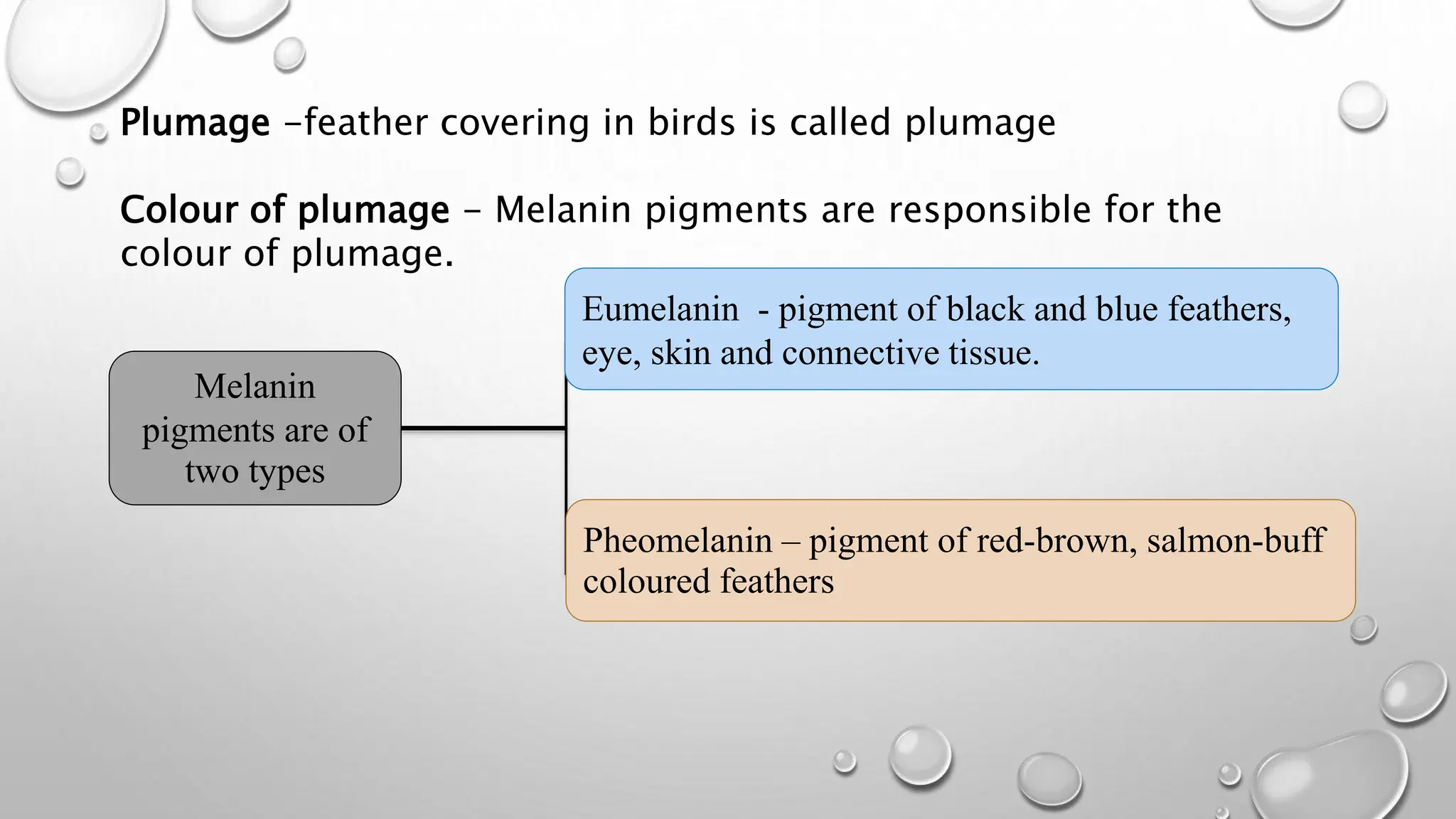 Breeds of chicken.pptx