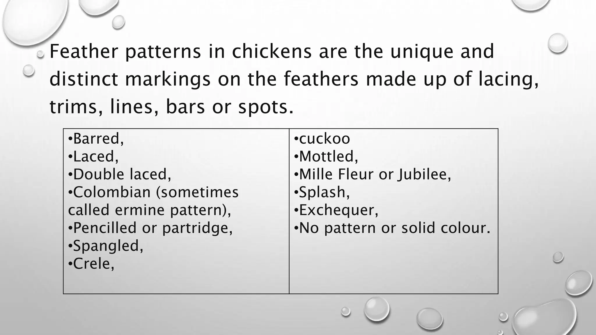 Breeds of chicken.pptx