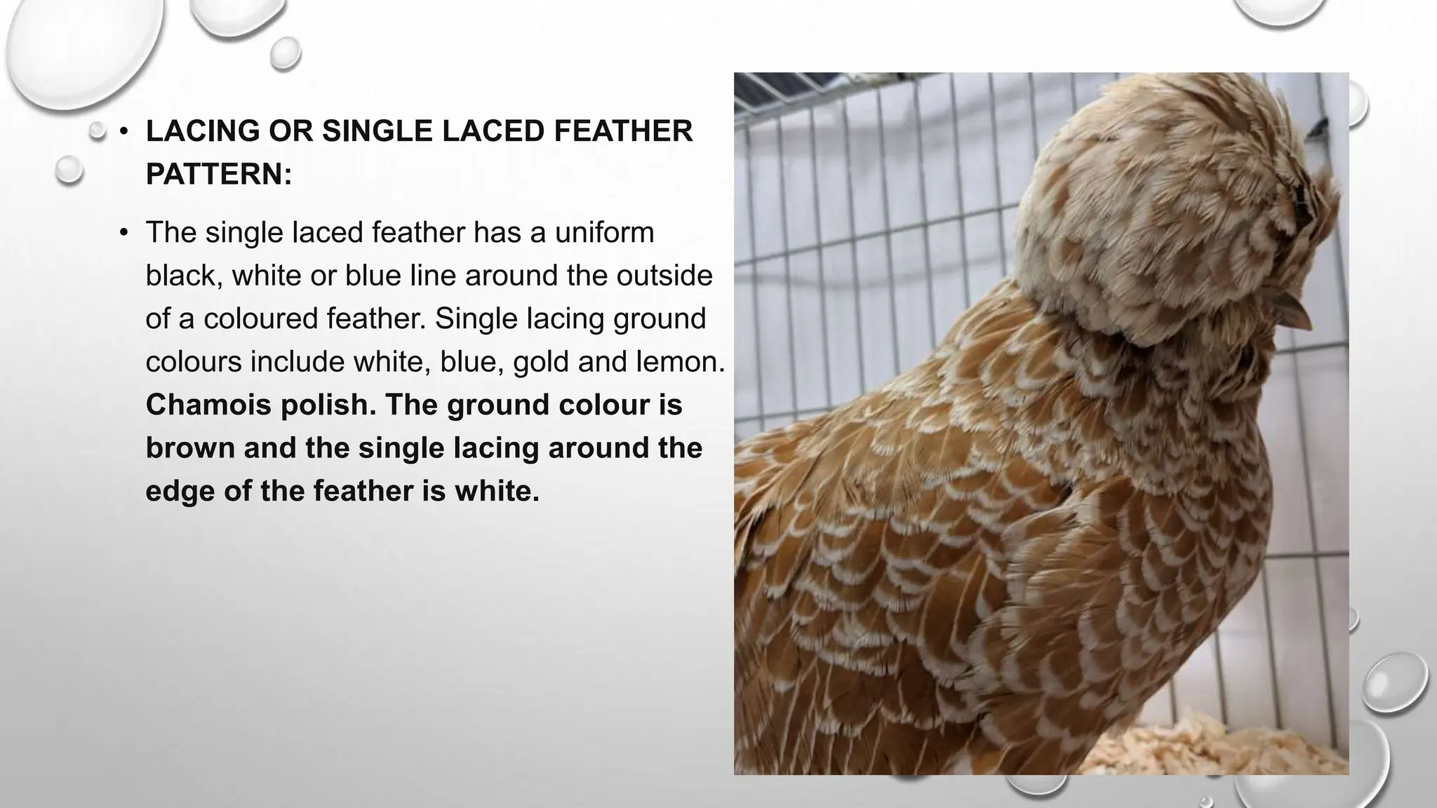 Breeds of chicken.pptx