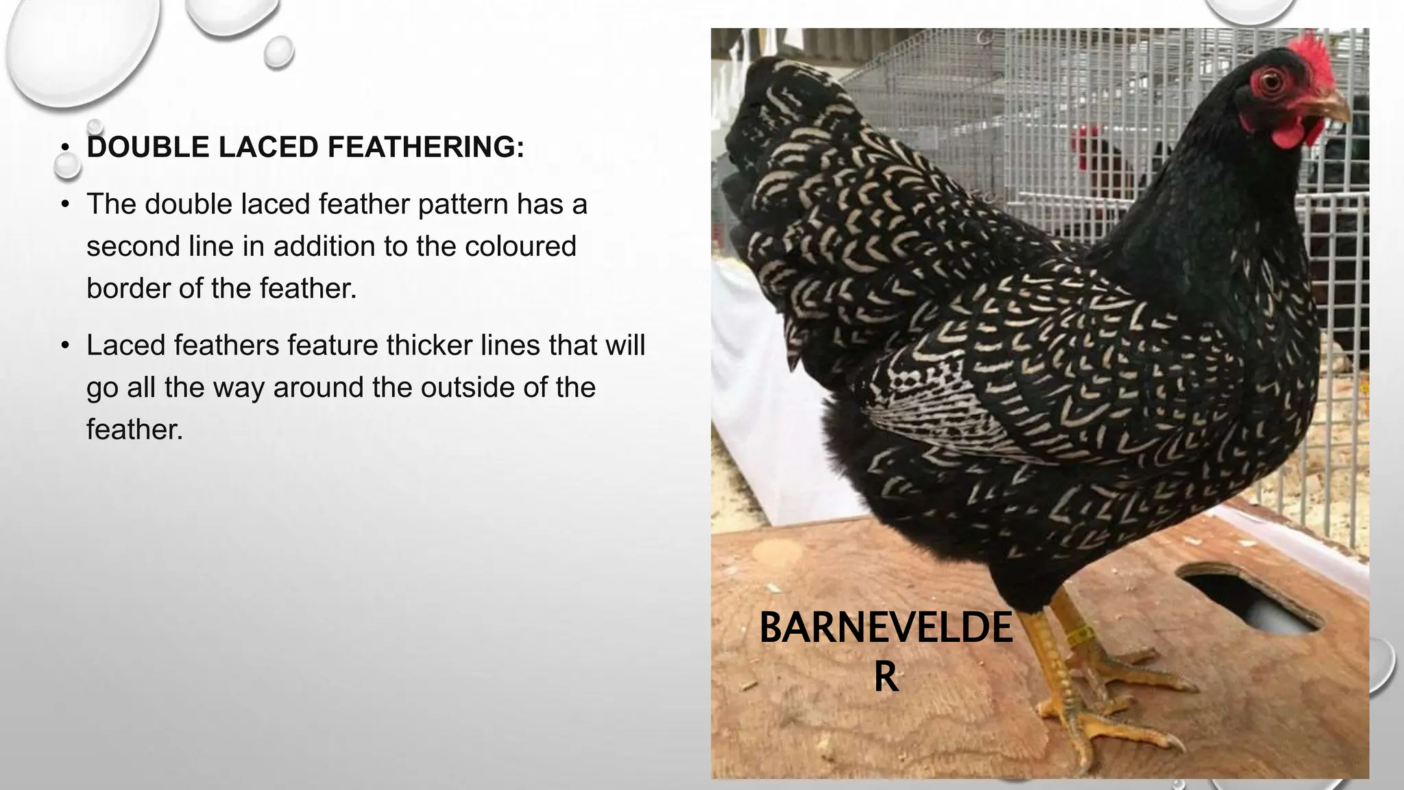Breeds of chicken.pptx