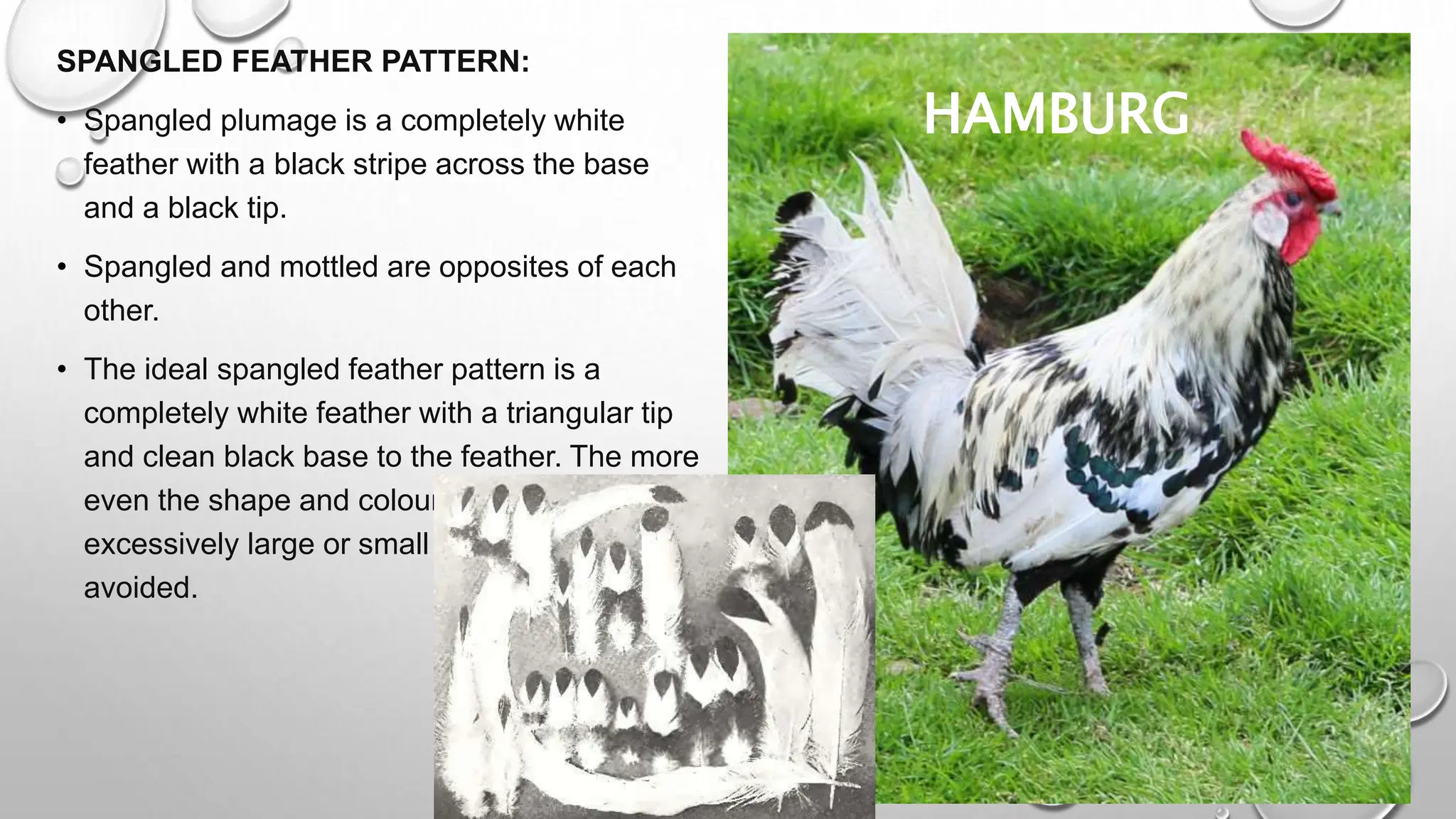 Breeds of chicken.pptx