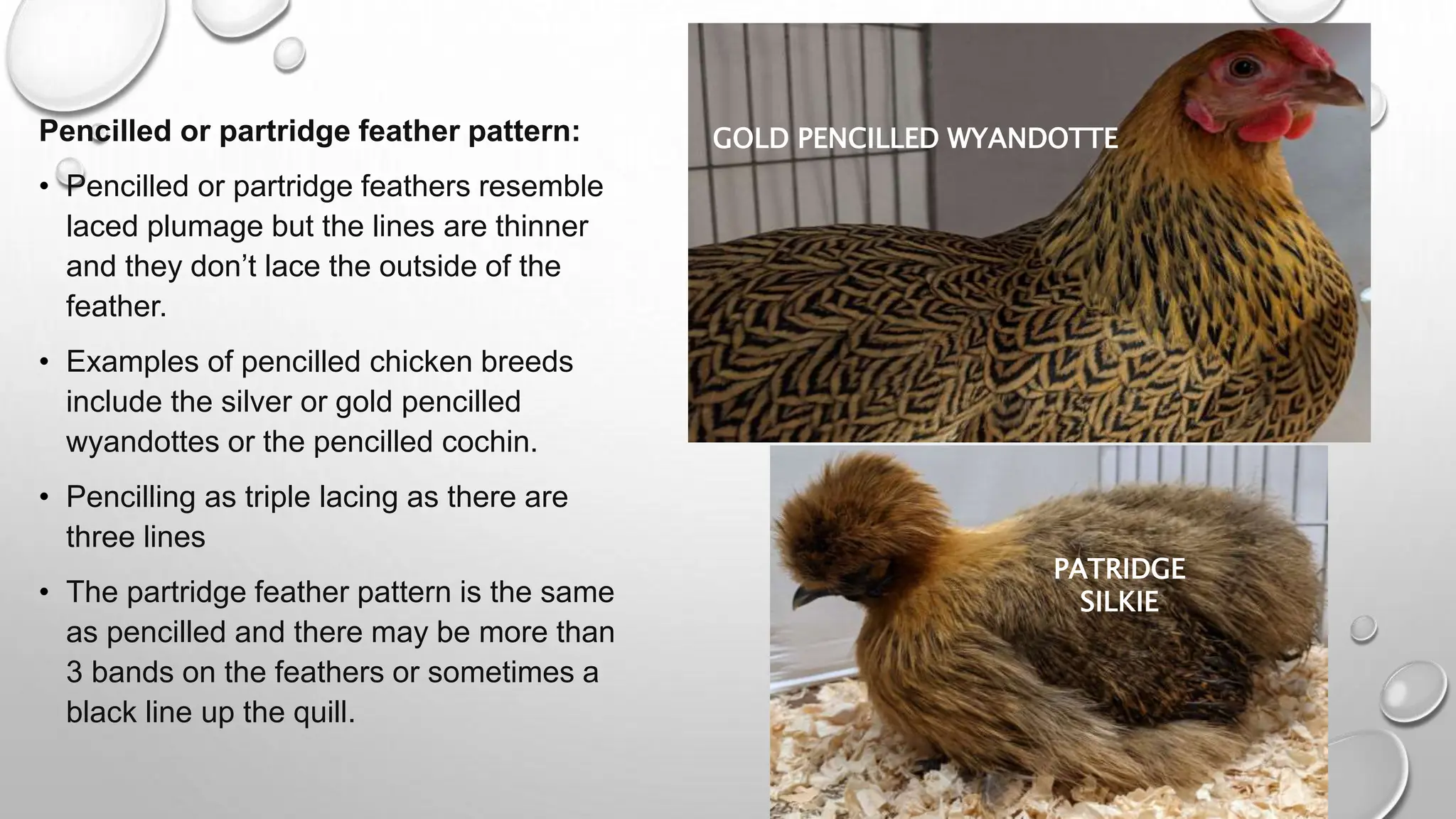 Breeds of chicken.pptx