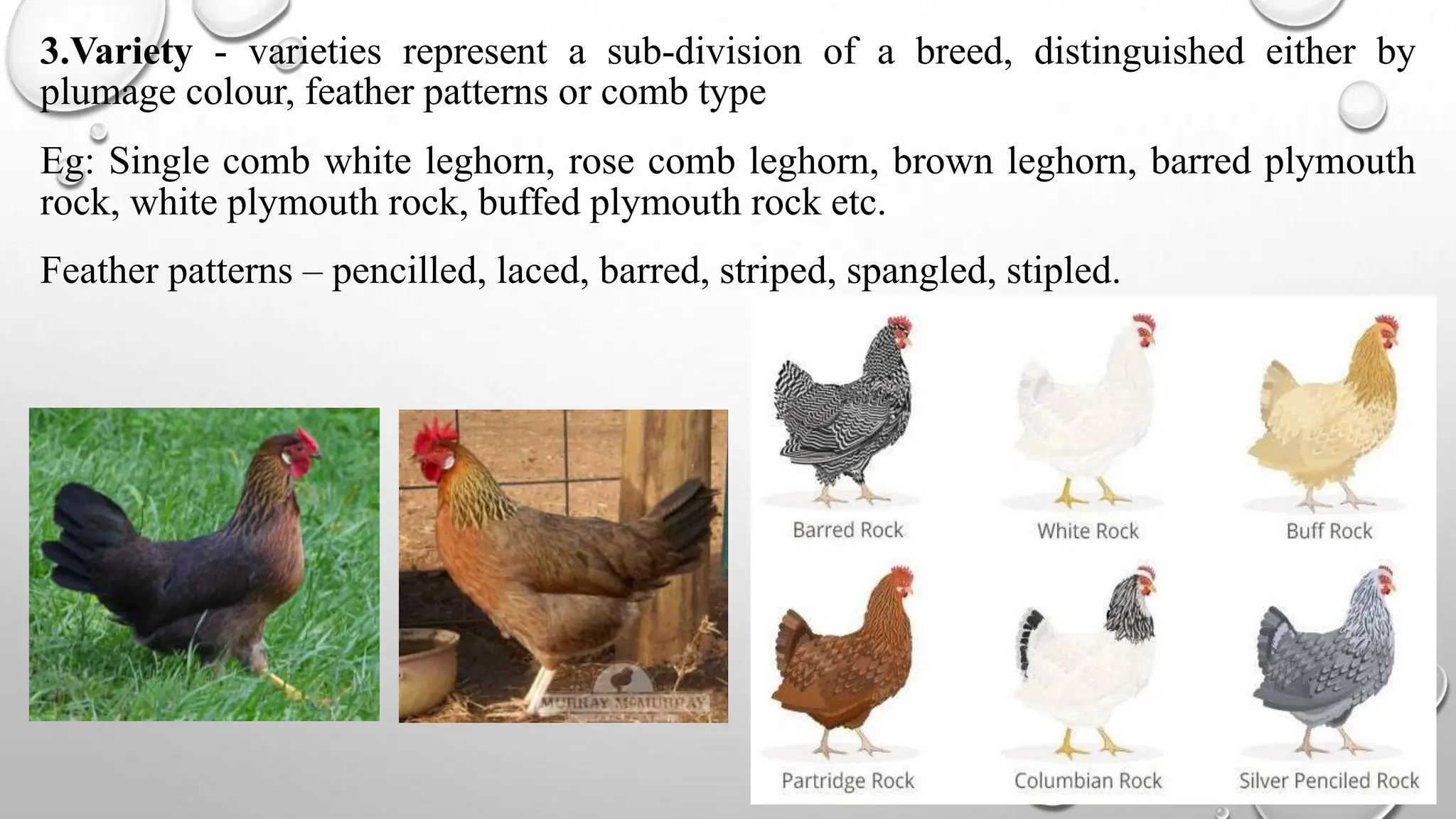 Breeds of chicken.pptx