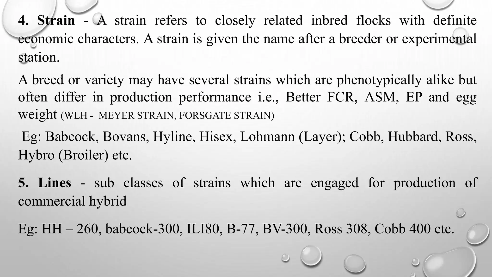 Breeds of chicken.pptx