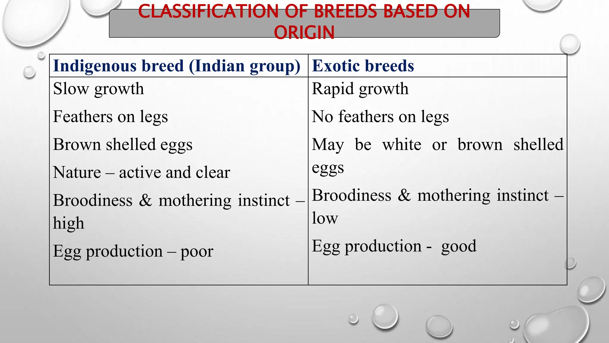 Breeds of chicken.pptx