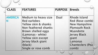 Breeds of chicken.pptx