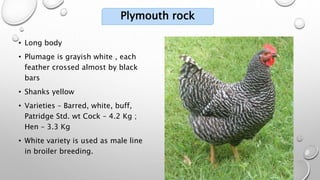 Breeds of chicken.pptx