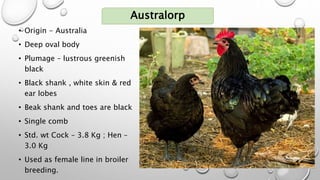Breeds of chicken.pptx
