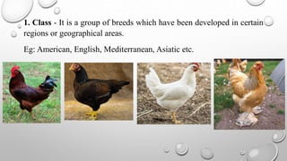 Breeds of chicken.pptx