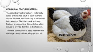 Breeds of chicken.pptx