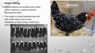 Breeds of chicken.pptx