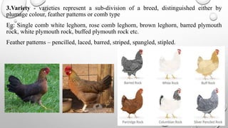 Breeds of chicken.pptx