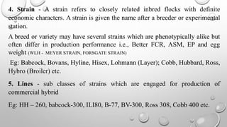 Breeds of chicken.pptx
