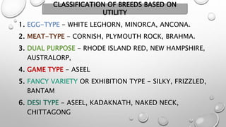Breeds of chicken.pptx