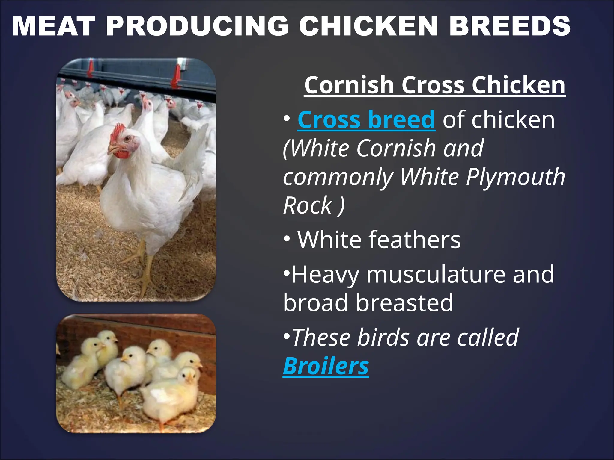 Breeds of chicken. and their classification | PPT