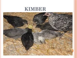 BREEDS OF CHICKEN COMMON IN PHILIPPINES (ppt).pptx