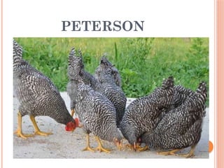 BREEDS OF CHICKEN COMMON IN PHILIPPINES (ppt).pptx