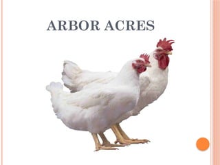 Breeds Of Chicken Common In Philippines Ppt Pptx