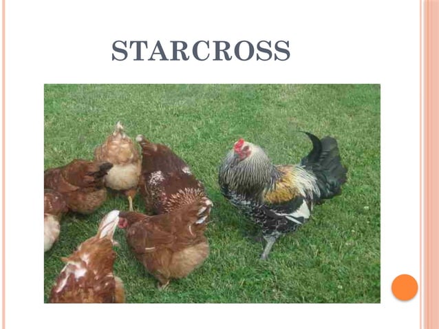 BREEDS OF CHICKEN COMMON IN PHILIPPINES (ppt).pptx