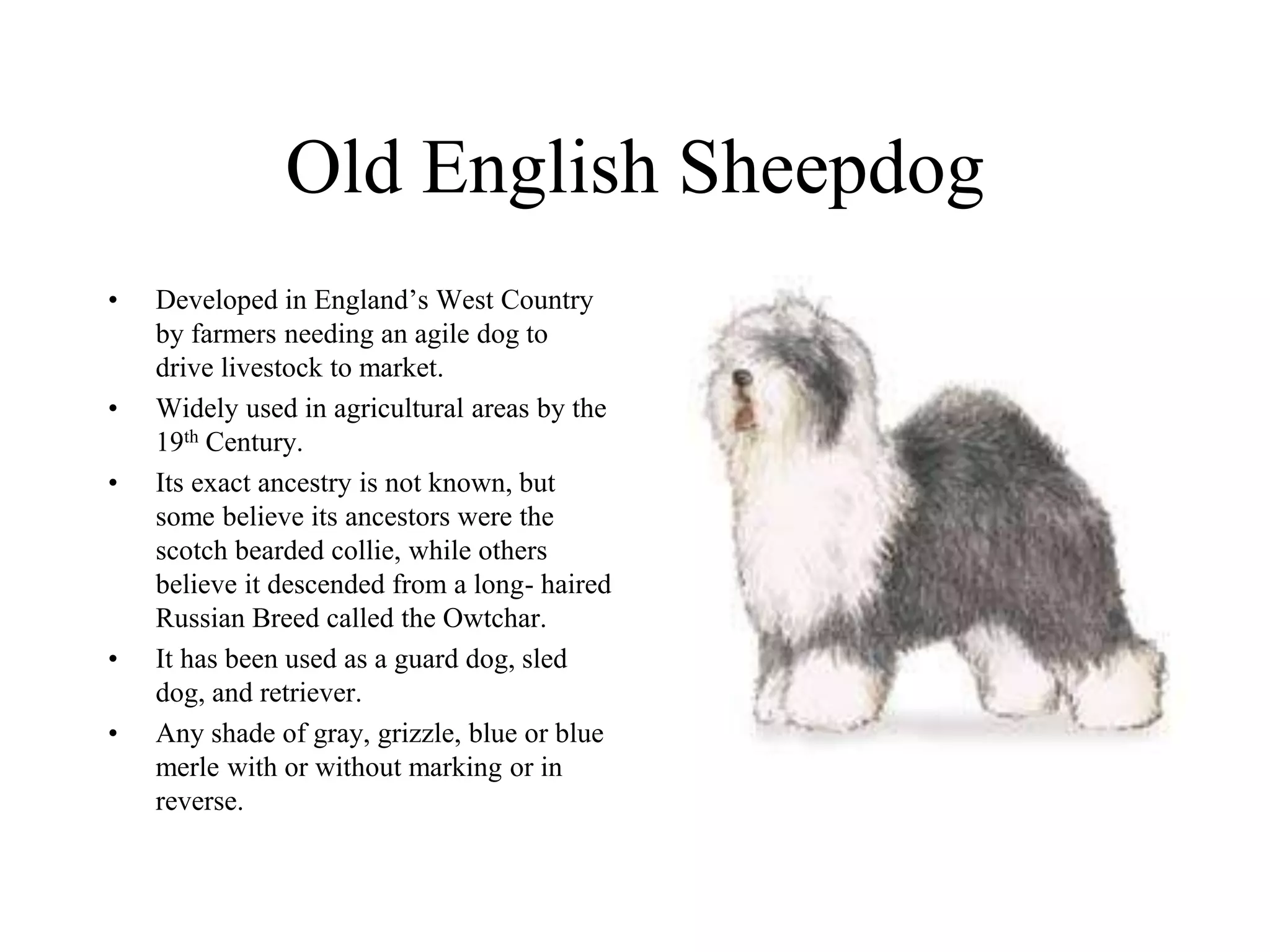 breeds of dogs (1).ppt