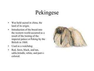 breeds of dogs (1).ppt